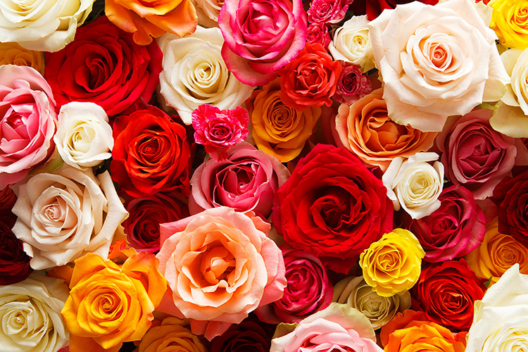 AFRIKA ROSE & FLOWERSが六本木ヒルズに！大切な人にバラを贈ろう | bis[ビス]